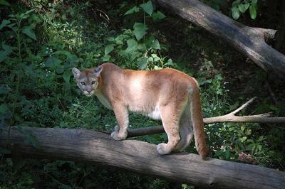 Mountain Lion Sightings on the Rise in Missouri | News | komu.com