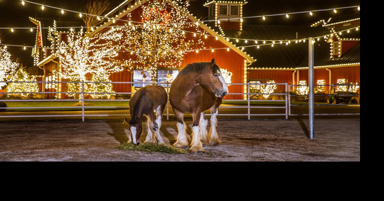 Holidays with the Clydesdales at Warm Springs Ranch opens Friday | Mid ...