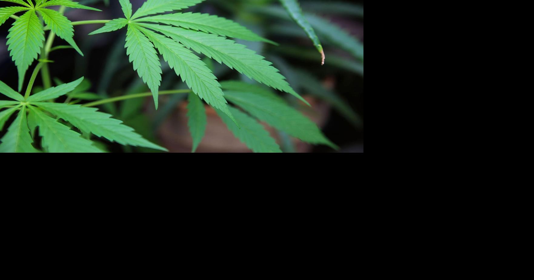 Application for erasure of marijuana-related crimes now available ...