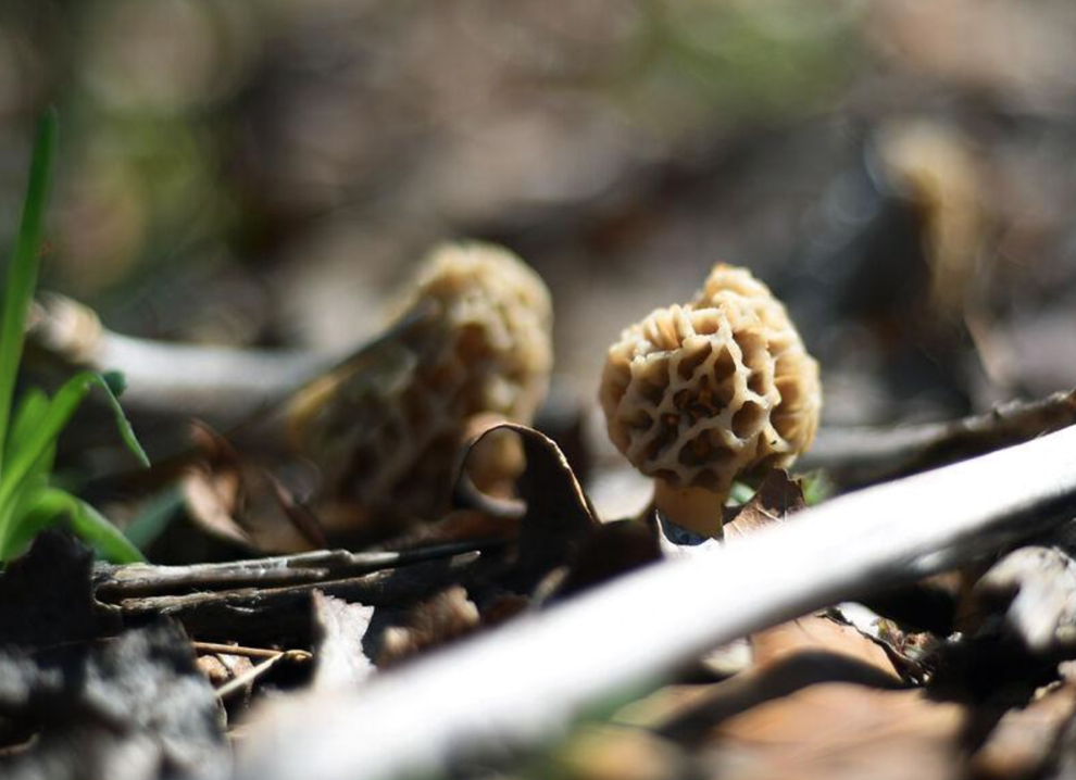 Everything you need to know about morel mushroom hunting in Missouri ...