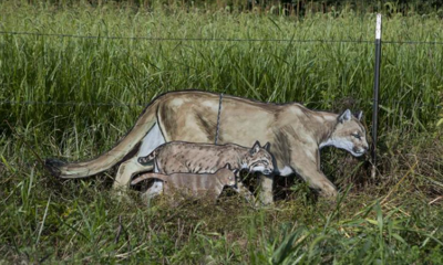 MDC confirms mountain lion captured on trail camera in northern Boone ...