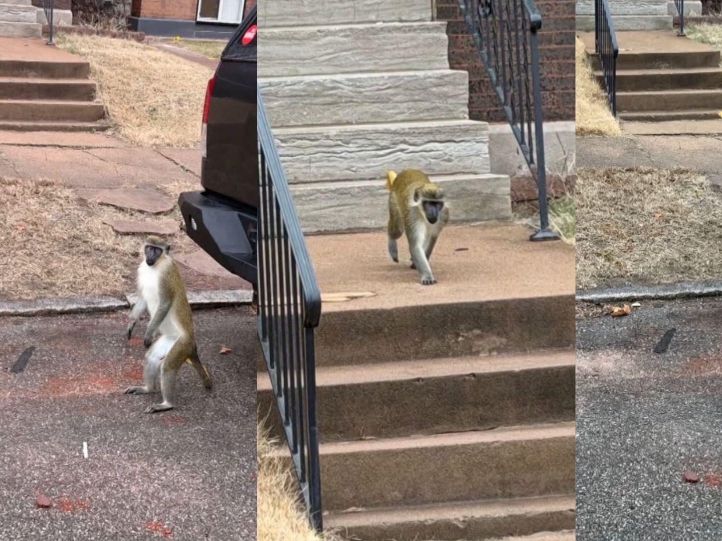 are two monkeys compatible