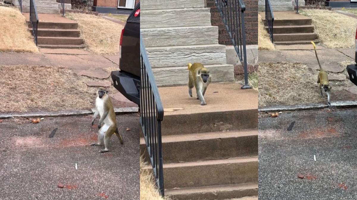 are two monkeys compatible