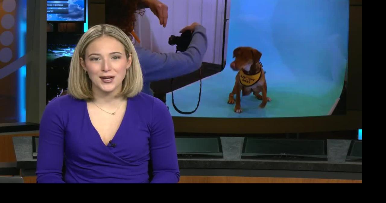 Junebug Photography helps shelter pets find homes for the holidays ...