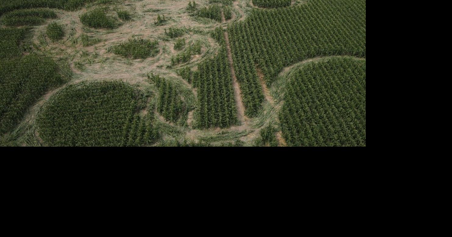 Suspect in Montgomery County corn crop vandalism in custody | Mid ...