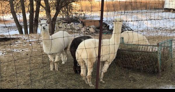 Livestock farmers use different methods to keep animals warm in the ...