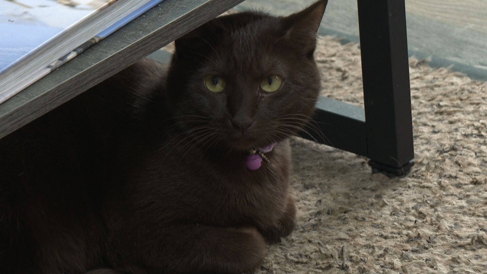 How ordinance changes could impact feral cat population | Mid-Missouri ...