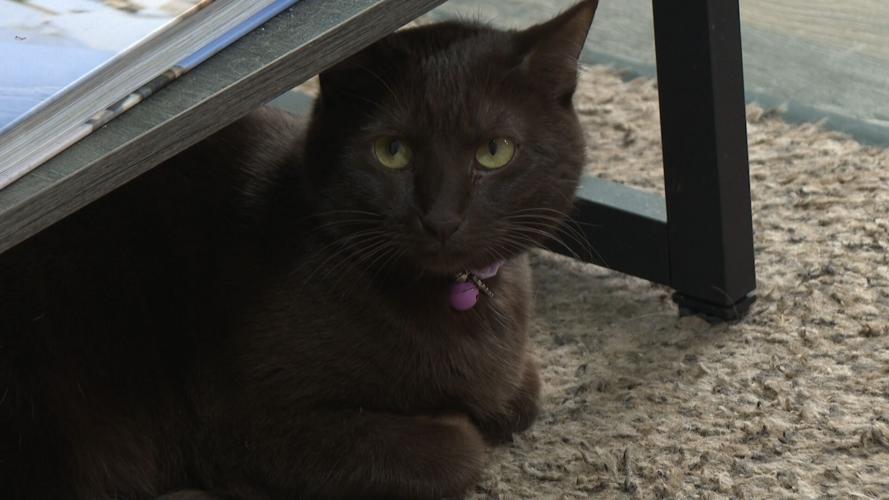 How ordinance changes could impact feral cat population | Mid-Missouri ...