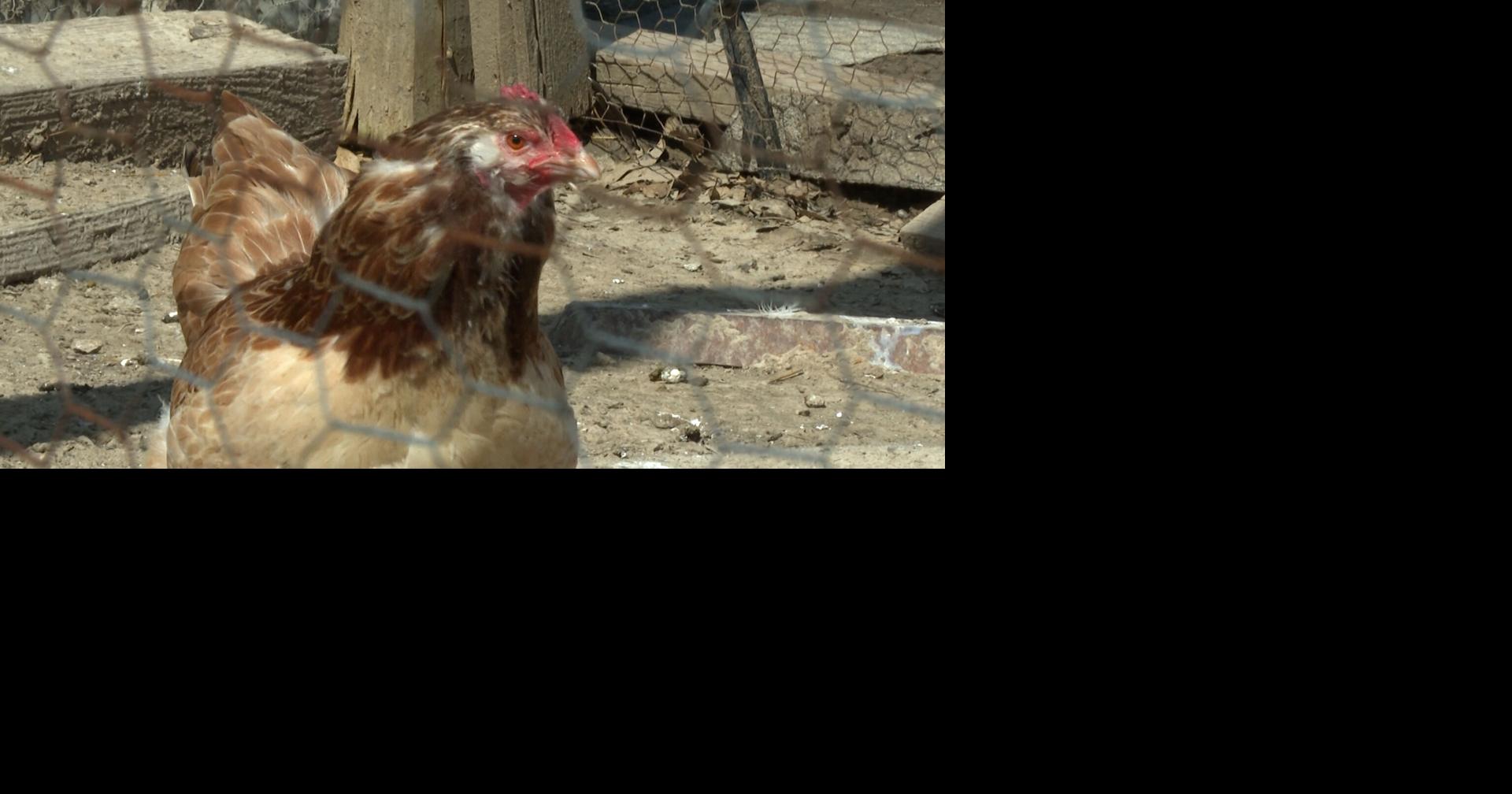 Chicken hatcheries take extra precautions as avian flu cases increase ...