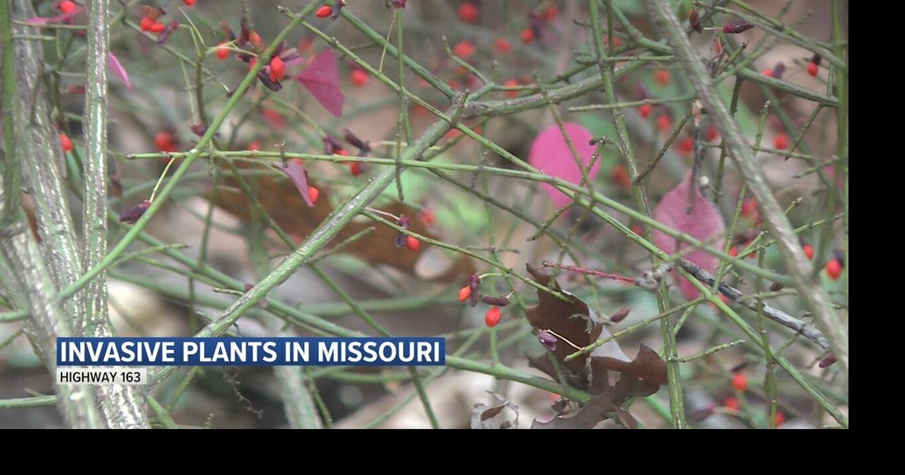 Missouri Invasive Plant Council encourages Missourians to help treat ...