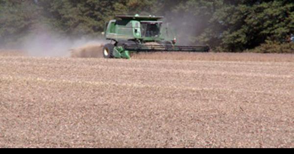 Farmers Fast Harvest Doesnt Mean High Yield | News | komu.com