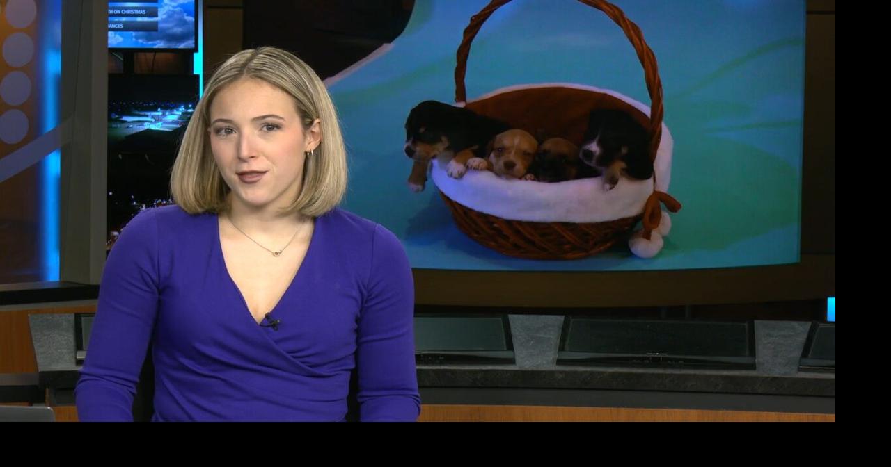 Junebug Photography helps shelter pets find homes for the holidays ...