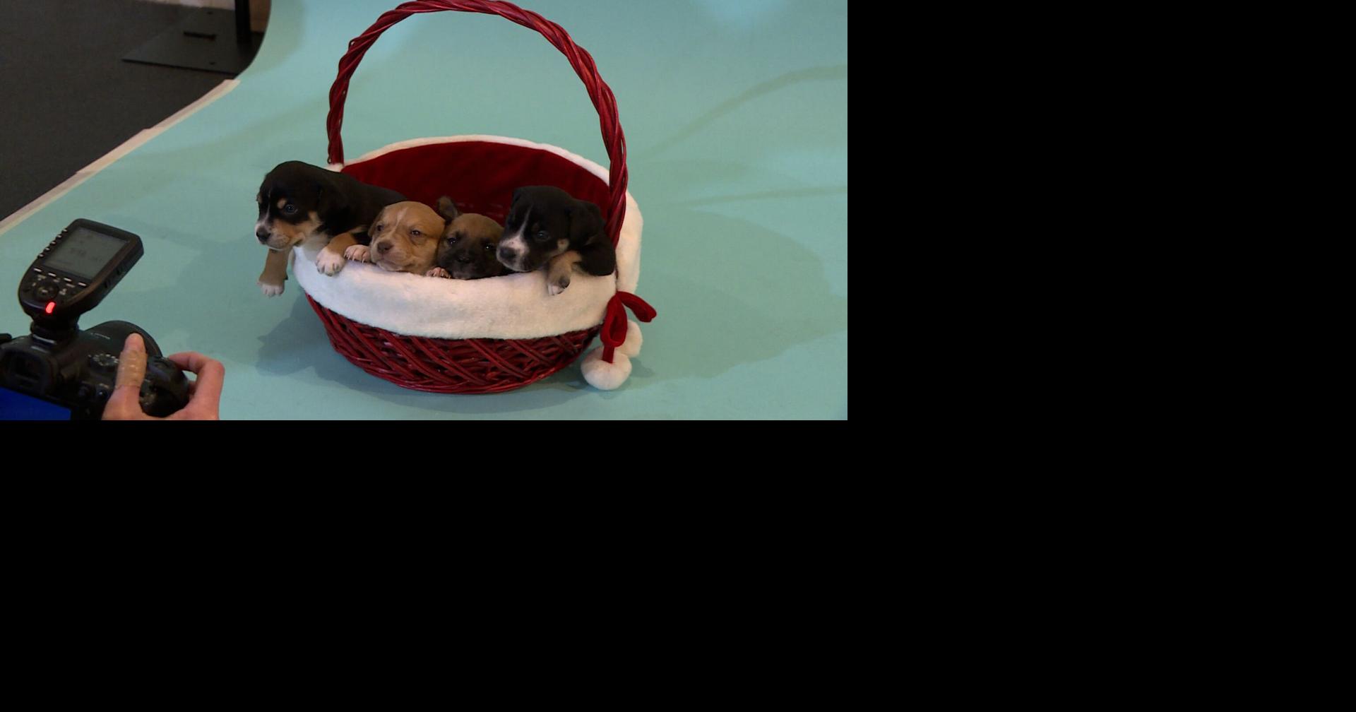 Junebug Photography helps shelter pets find homes | Stories Of The ...