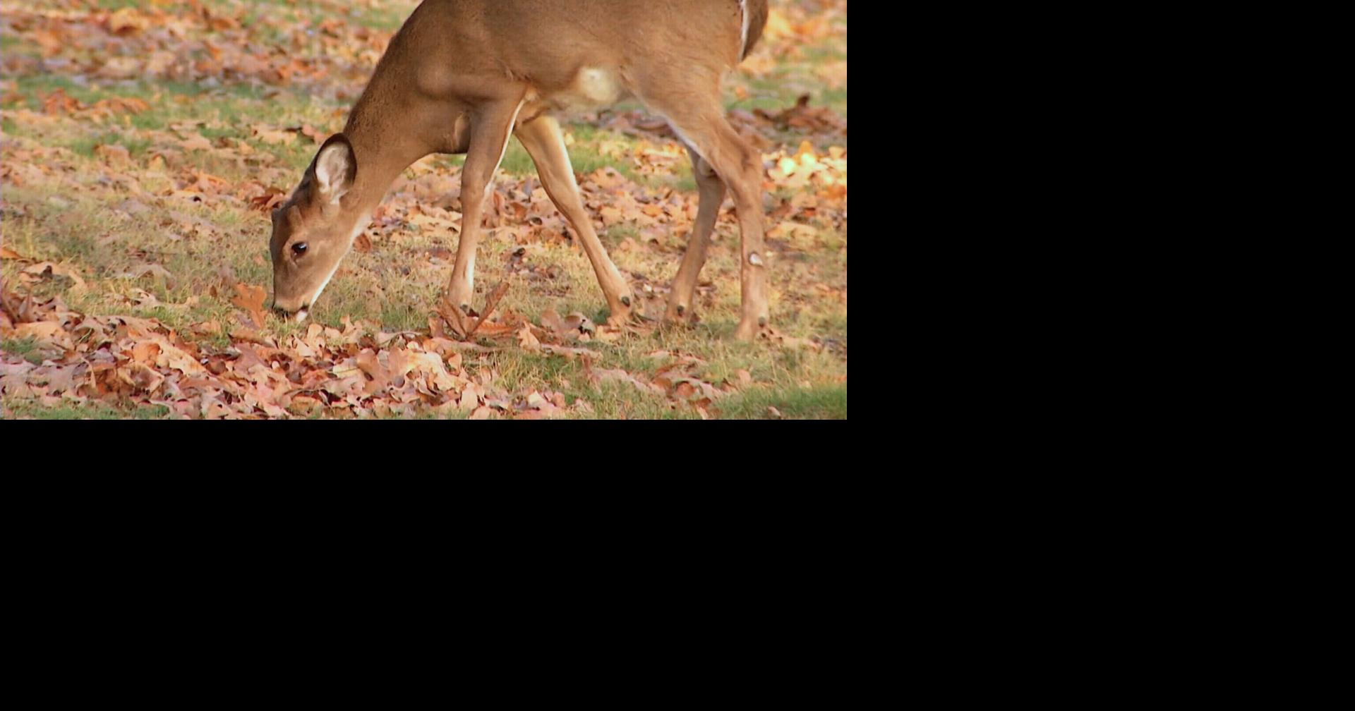 Four mid-Missouri counties see first CWD case | Mid-Missouri News ...