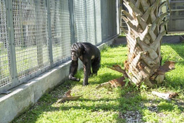 'Chimp Crazy' woman sentenced for hiding chimpanzees | Mid-Missouri ...