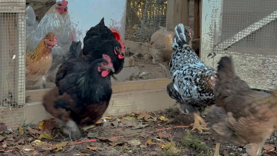 Cole County judge pecks down law preventing regulations on backyard ...