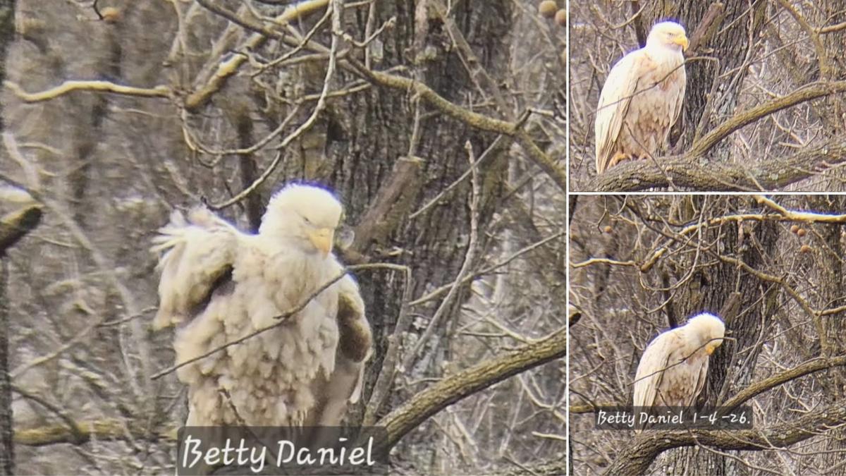 white eagle looking bird