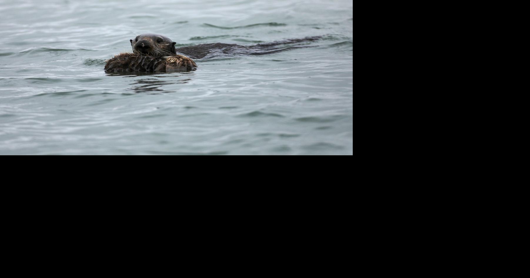 A rare strain of the Toxoplasma gondii can be of a huge risk to human ...