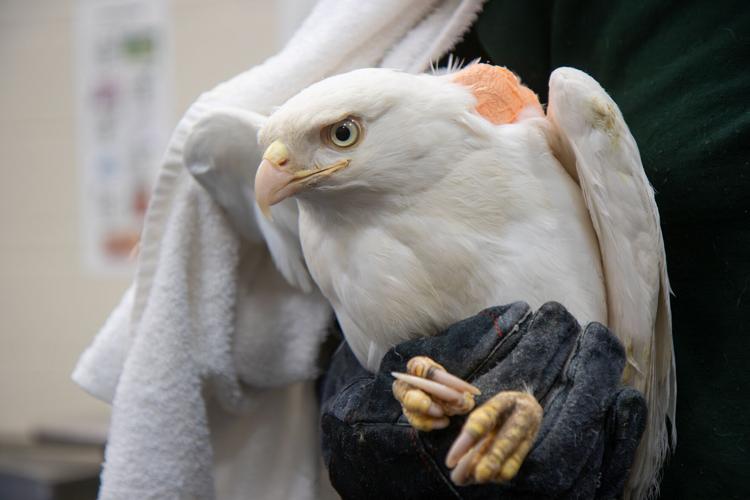 leucistic white hawk