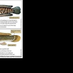 MDC reports northern snakehead, an invasive species, caught in Wayne ...