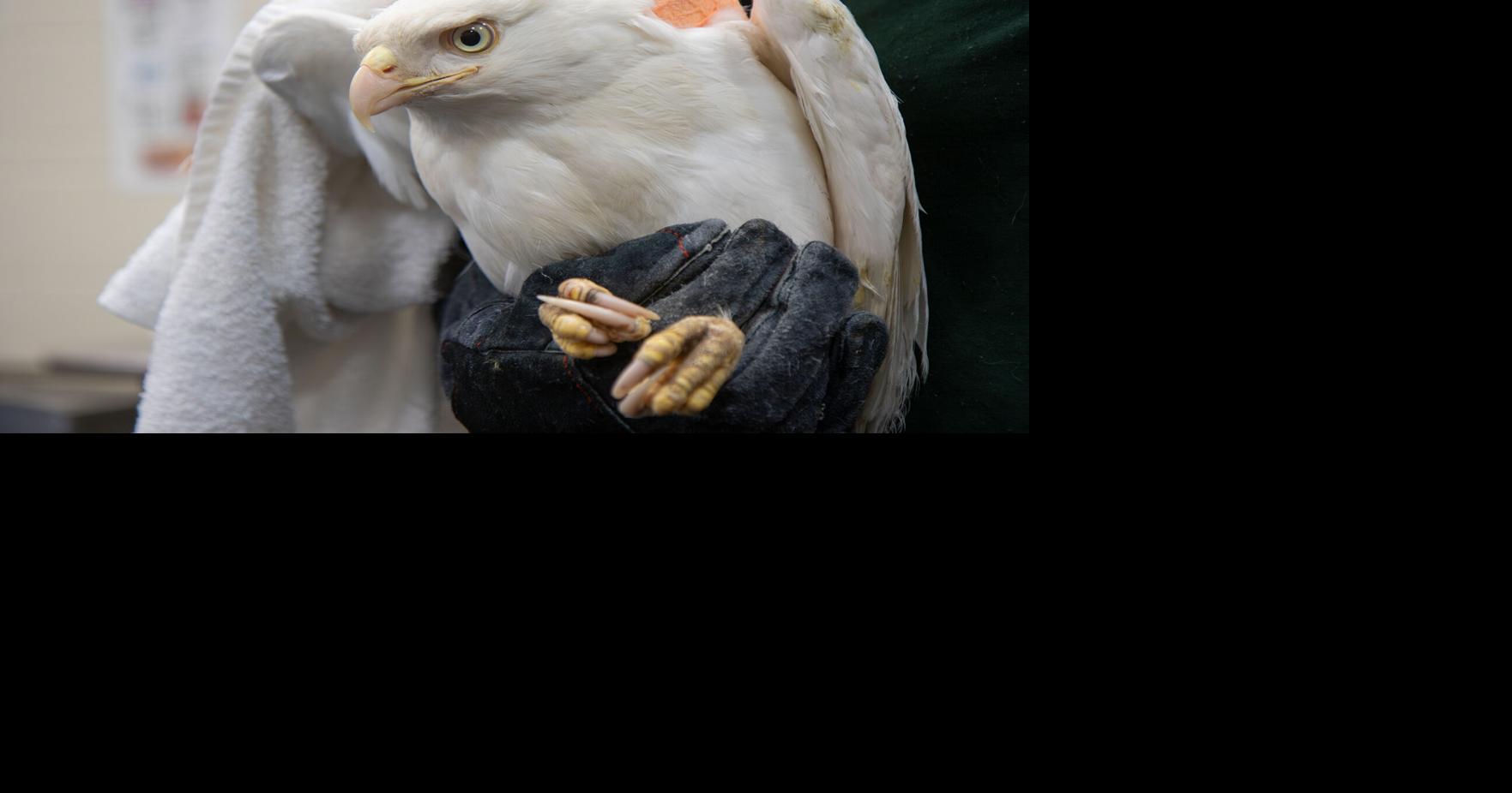 MU Raptor Rehabilitation Project treats rare hawk | Mid-Missouri News | komu.com