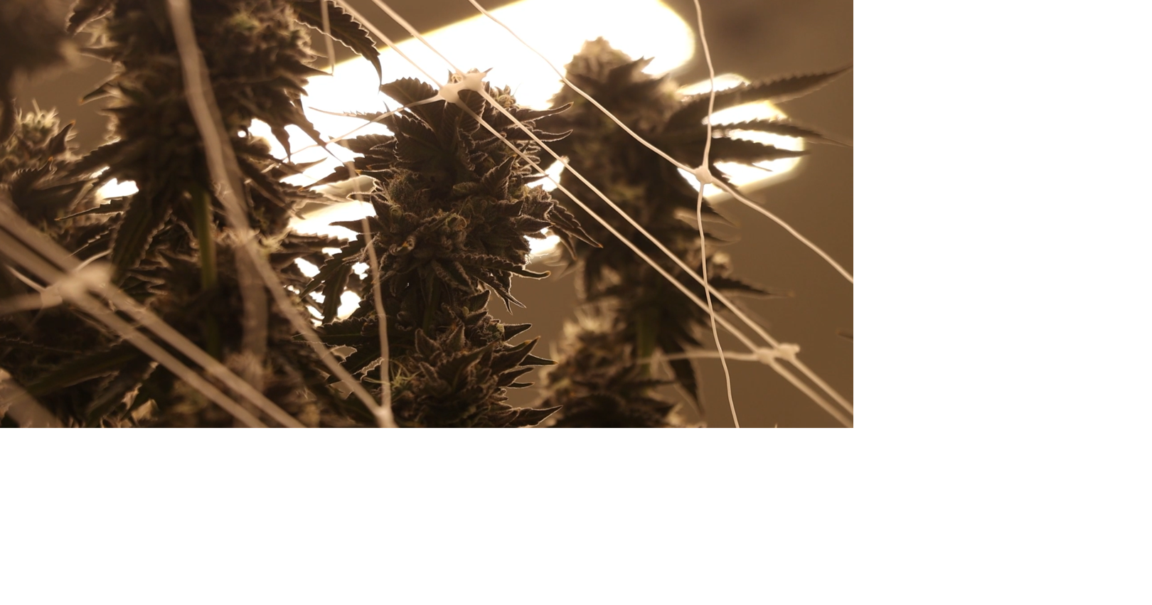 Missouri Supreme Court's definition of 'marijuana offense' adds ...