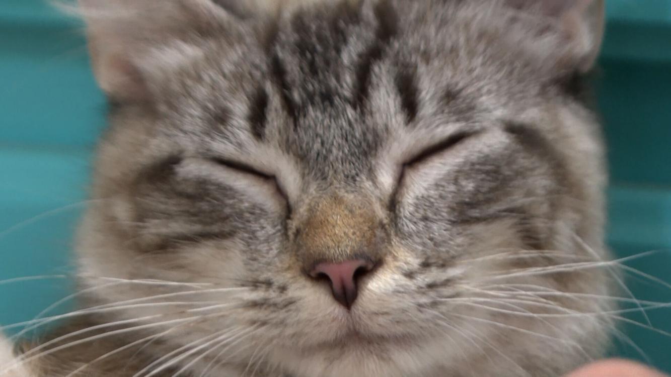 CMHS questions Boone County Animal Care's shelter fundraiser | Mid ...