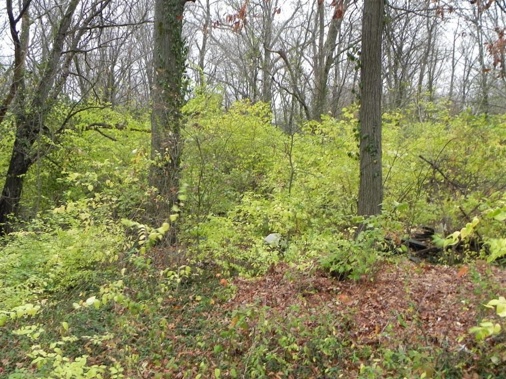 MoIP asks Missourians to help manage invasive plant species | Mid ...