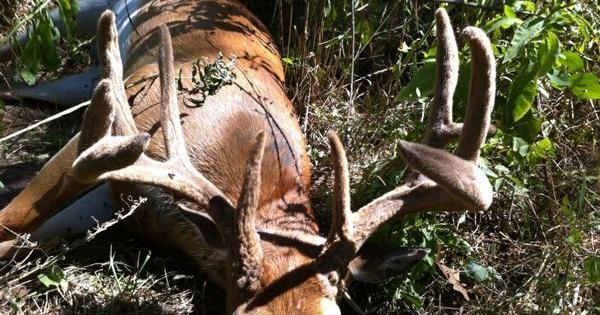 Osage County Deer EHD Deaths Highest Statewide | News | komu.com