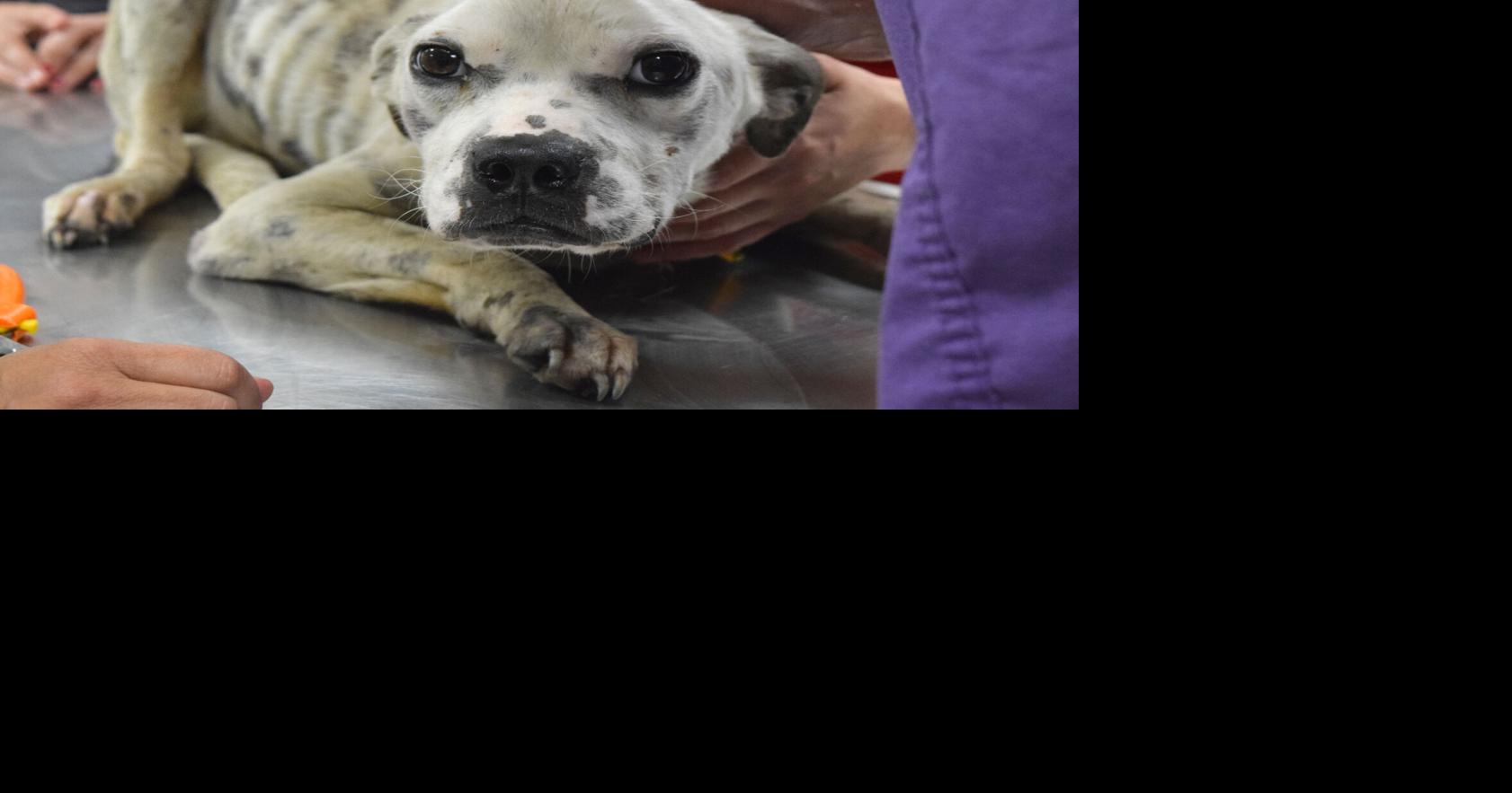 21 animals saved from inhumane conditions in Sedalia | | komu.com