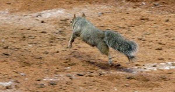 Rally Squirrel Posed Safety Issue at Busch Stadium | News | komu.com