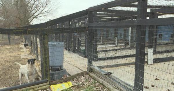 TARGET 8: Critics question treatment of animals at local shelter | News ...