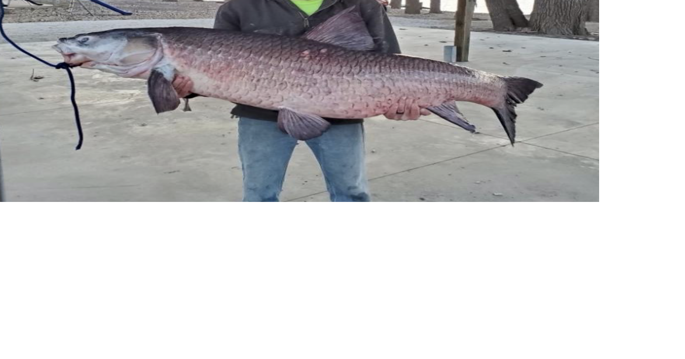 Local research center examining recently caught 112-pound invasive carp ...