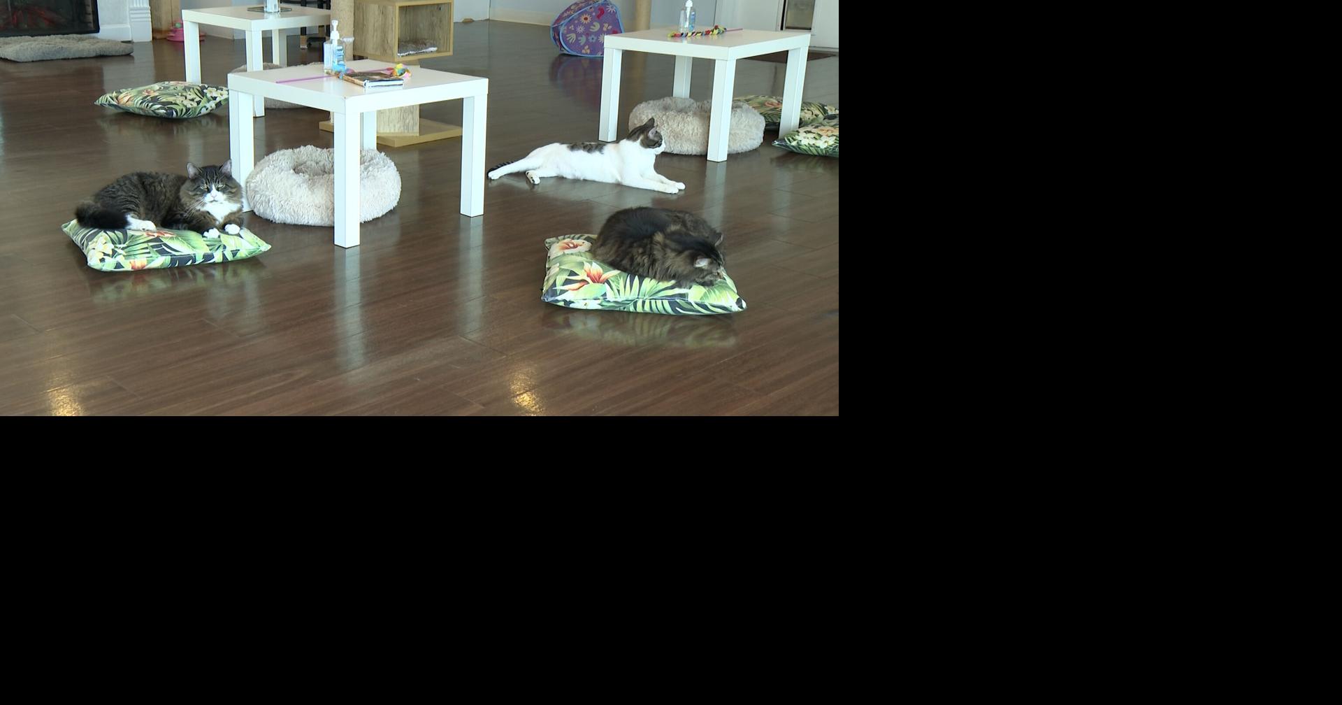 Nonprofit hopes to takeover Columbia cat café | Mid-Missouri News ...