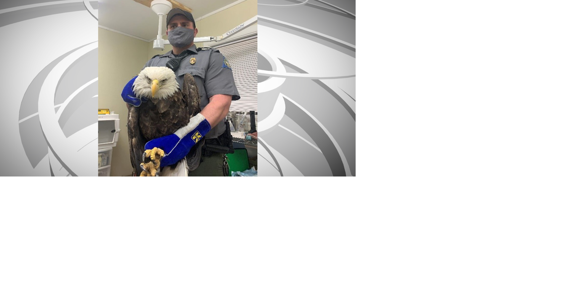 MDC investigating shooting of bald eagle in Washington County | State ...