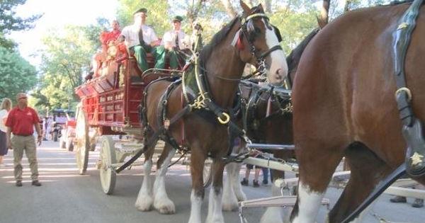 Budweiser Clydesdales make beer deliveries in Sedalia | News | komu.com