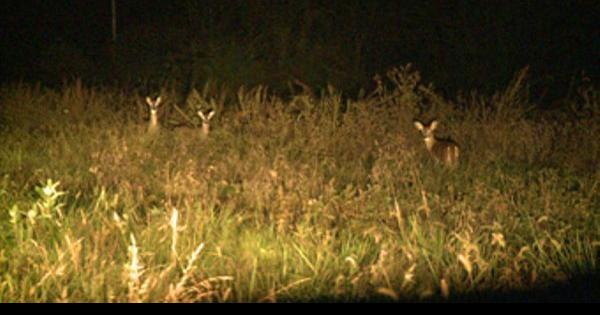 Missouri Urban Deer Hunt Numbers Down | News | komu.com