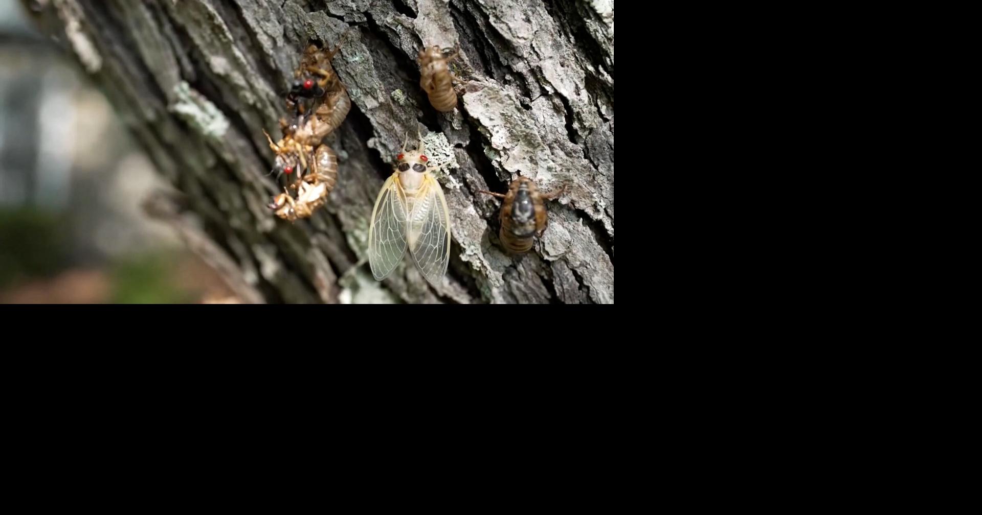 How can homeowners prepare for incoming cicada swarm? | Mid-Missouri News | komu.com