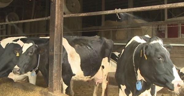 Heat Stresses Cows Drives Milk Production Down and Prices Up | News ...