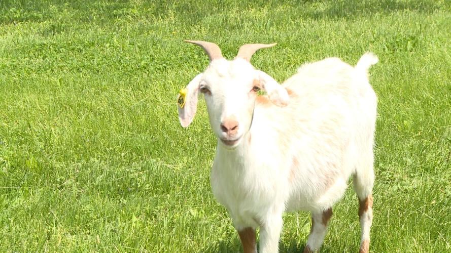 Goats on the Go Mid-MO munch down pesky plants | Mid-Missouri News ...