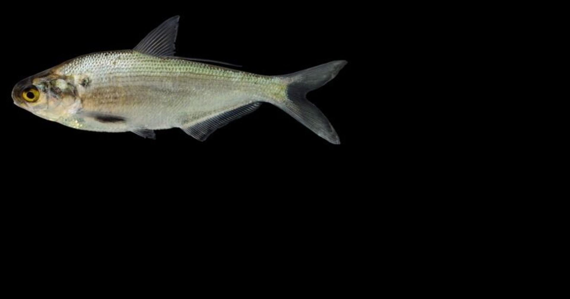 MDC investigates fish kill at Lake of the Ozarks | Mid-Missouri News ...