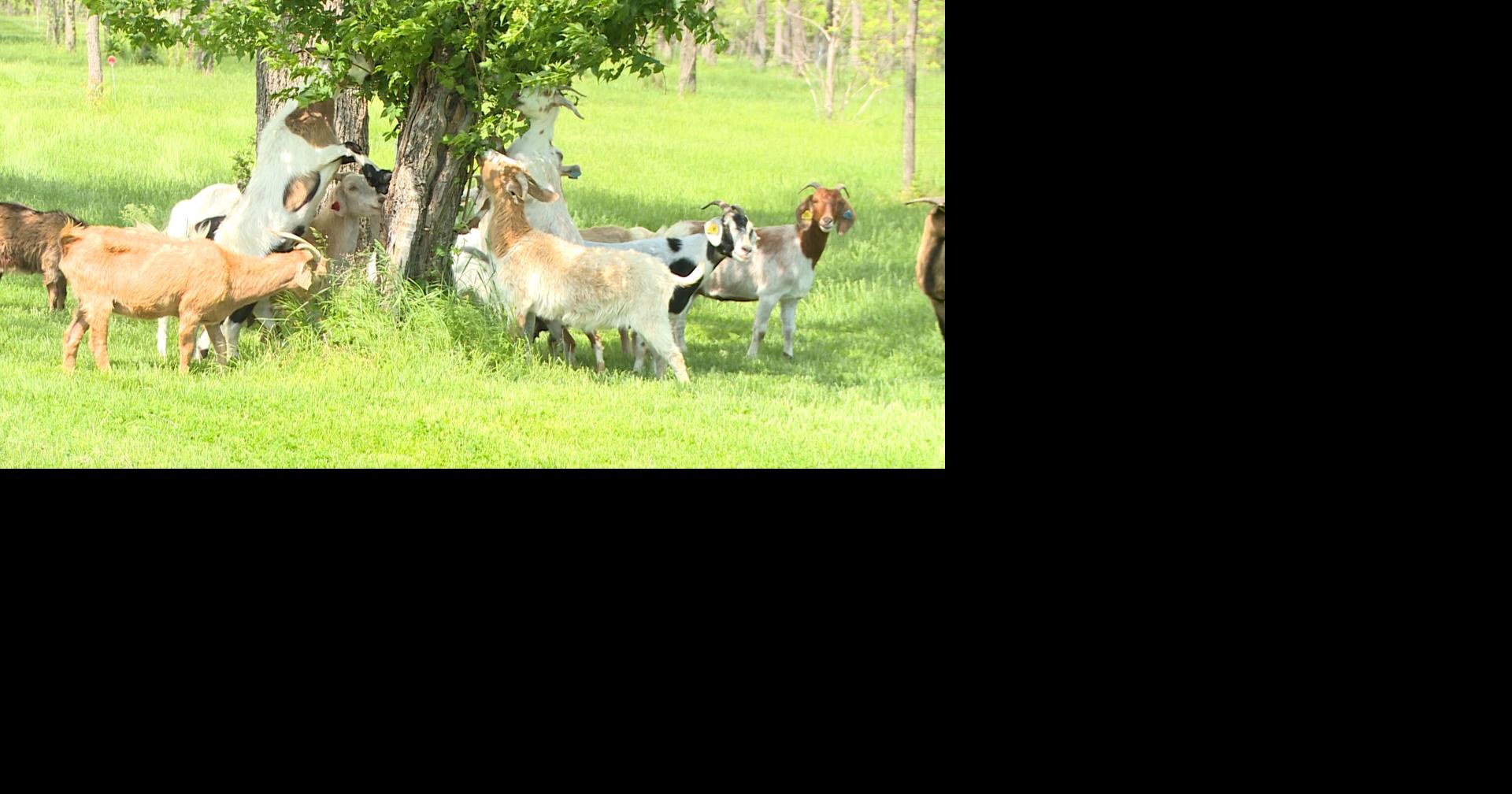 Goats on the Go Mid-MO munch down pesky plants | Mid-Missouri News ...