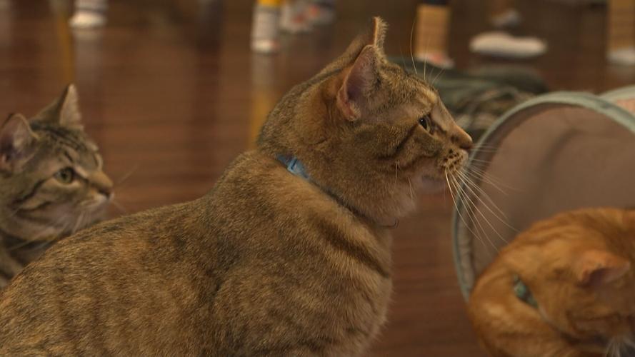 How ordinance changes could impact feral cat population | Mid-Missouri ...