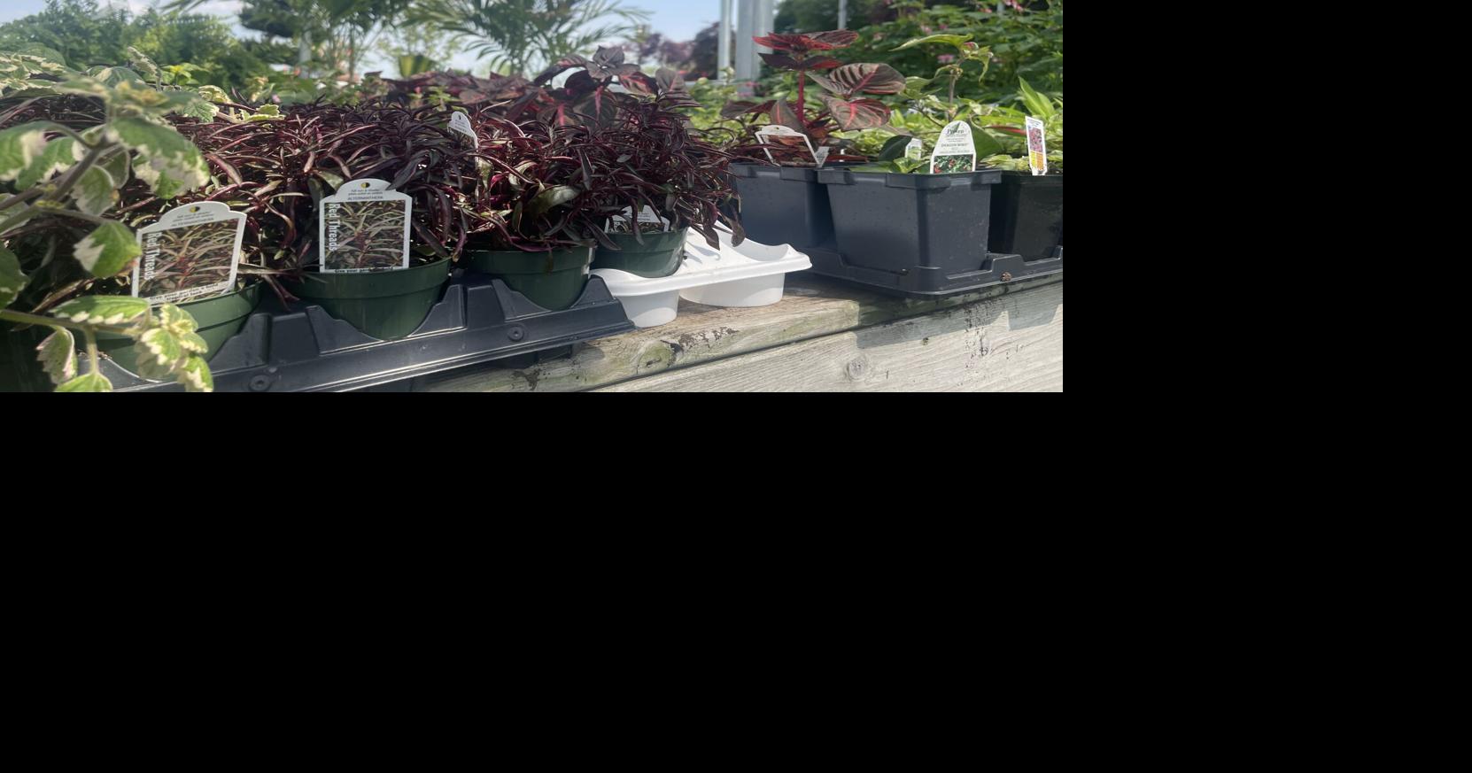 Columbia plant nurseries warn of heat dangers to both plants and ...