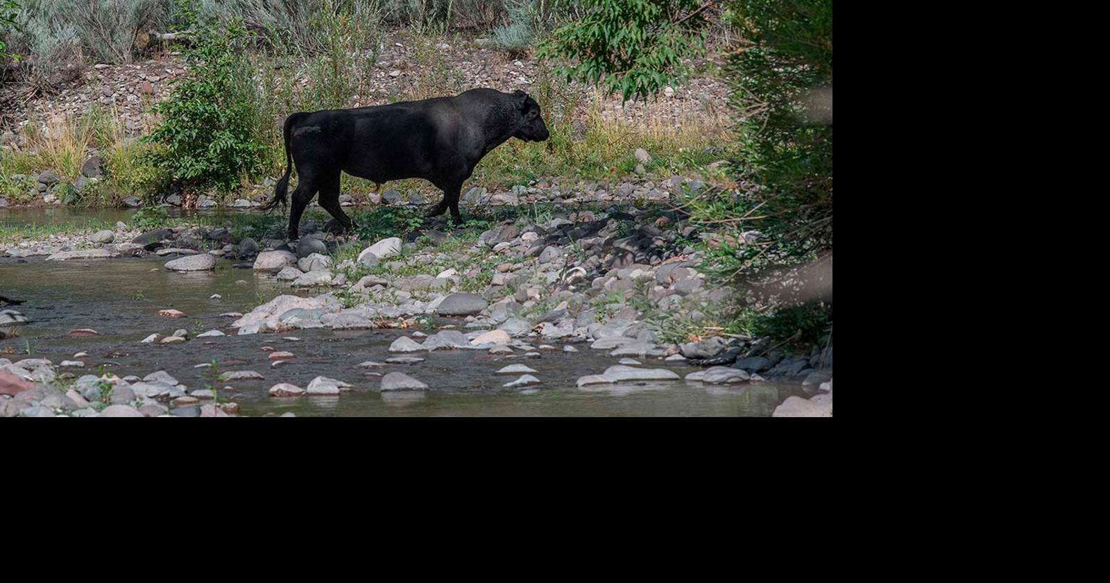 Feral cows in New Mexico's Gila Wilderness will be shot from air, US ...