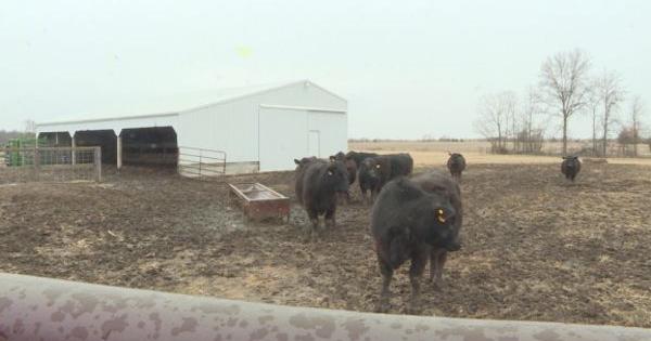 Expert Nitrate poisoning kills around 300 Missouri cows | News | komu.com