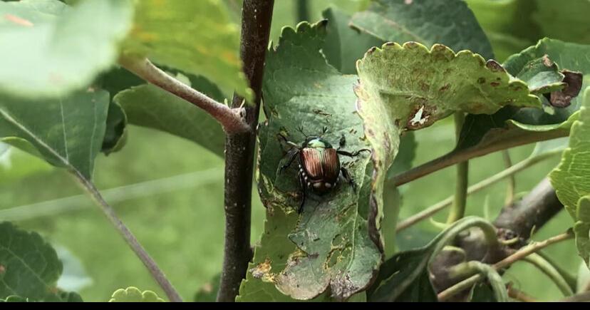 Local farmers see more pests after rain | Mid-Missouri News | komu.com