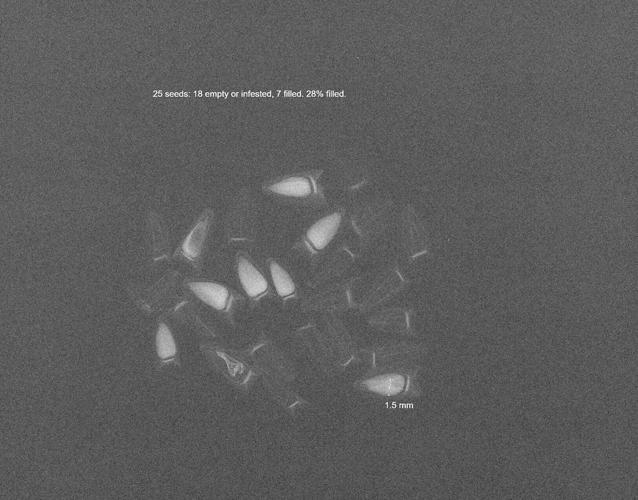 Kernels of hope: Inside Missouri's seed conservation efforts | State ...