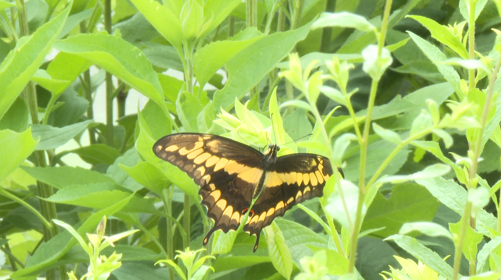 Jefferson Farm hosts butterfly release ahead of festival | Mid-Missouri ...