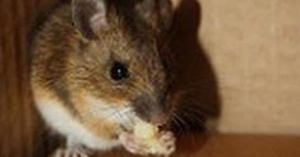 Mid Missouri pest control experts warn mice want indoors | News | komu.com